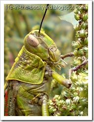 Valanga nigricornis - Javanese grasshopper - Belalang Kayu